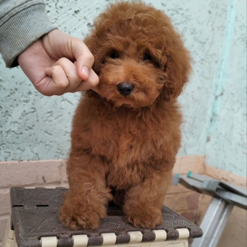 Щенки той пуделя