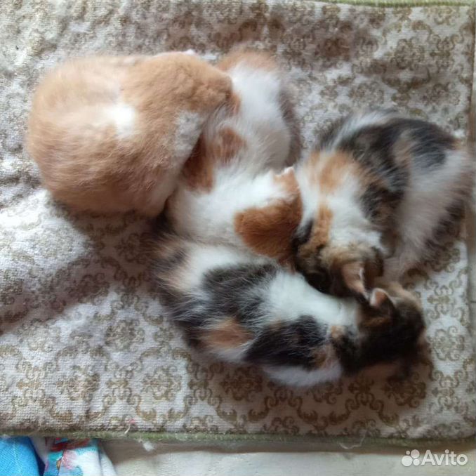 Отдадим 4 котят в добрые руки