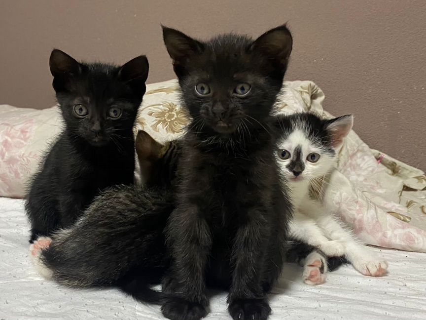 Команда ух Чудо котята 1,5 месяца в добрые руки