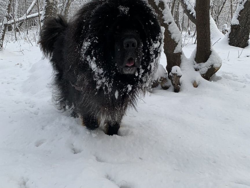 Тибетский мастиф