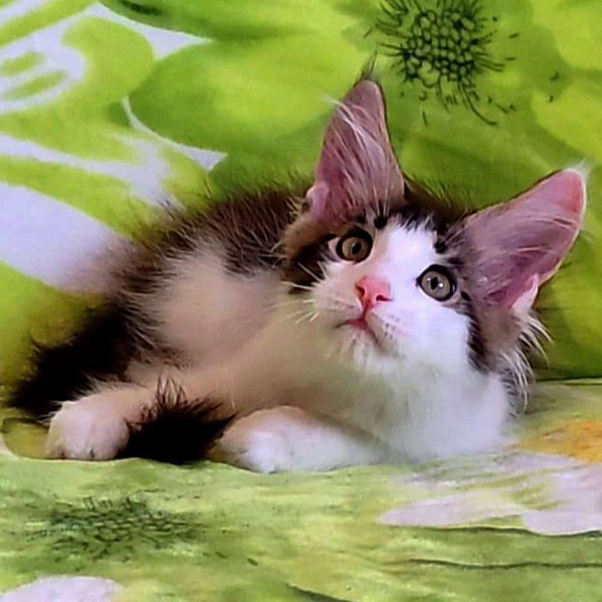 Котята Мейн кун полидакт и классика
