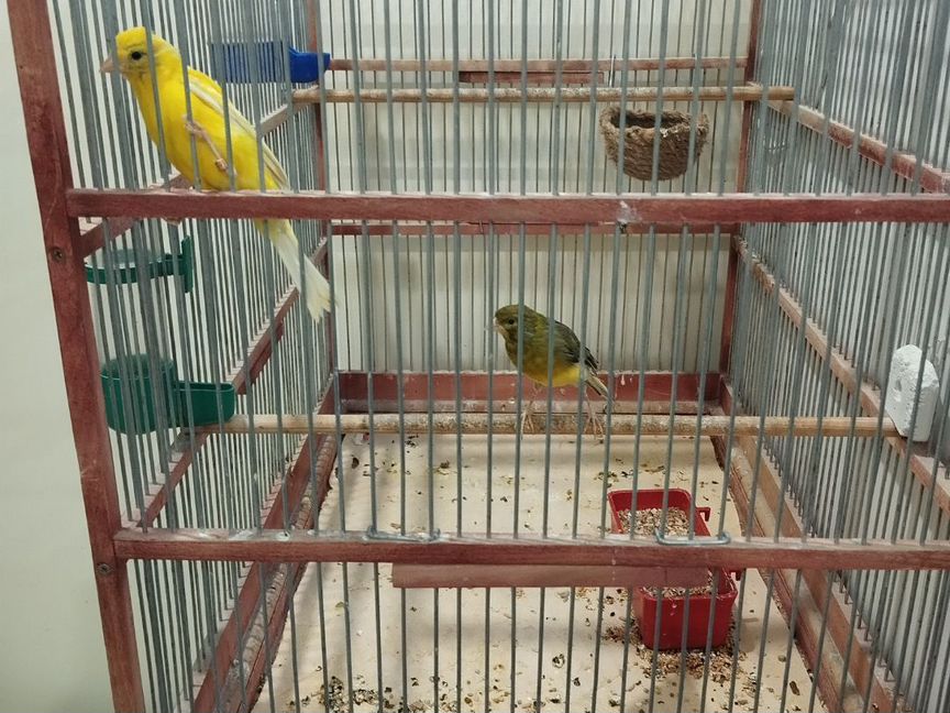 Канарейки с клеткой, пары