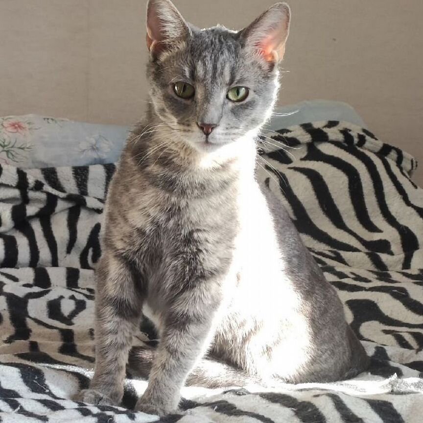 Котёнок от частного владельца