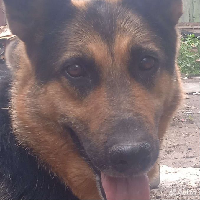 Потерялась немецкая овчарка