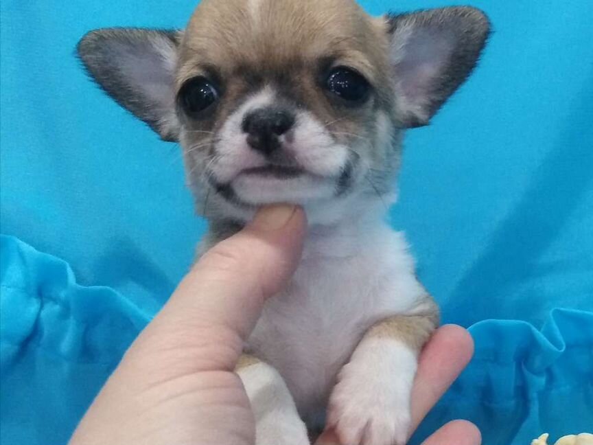 Щенки чихуахуа