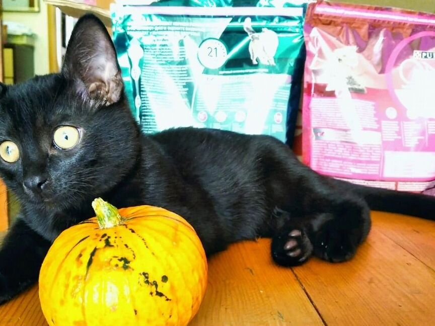 Котята в добрые руки кот