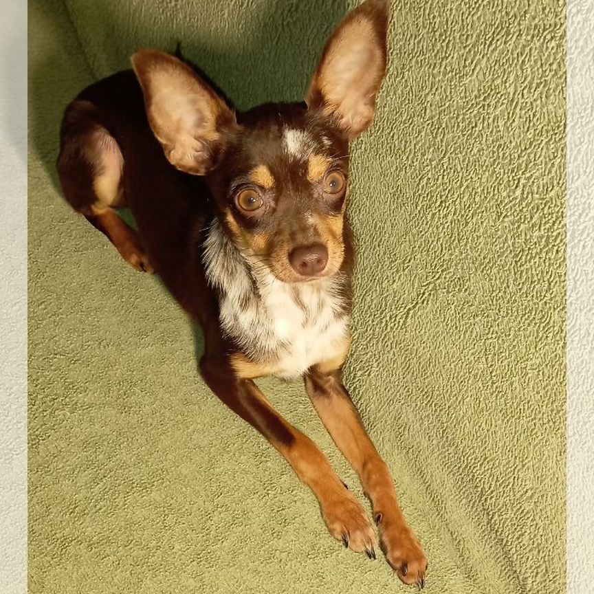 Русский той-терьер, щенок