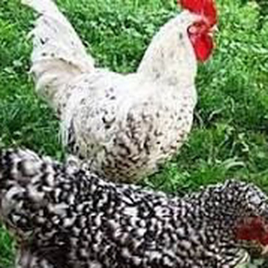 Петух пушкинской породы