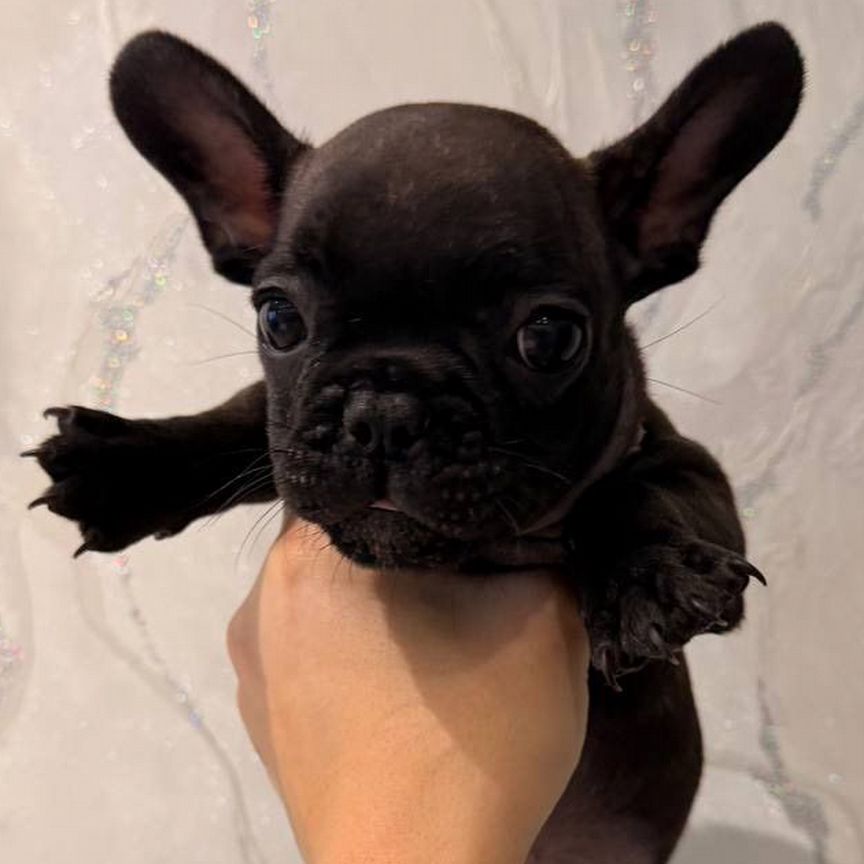 Французский бульдог, щенок