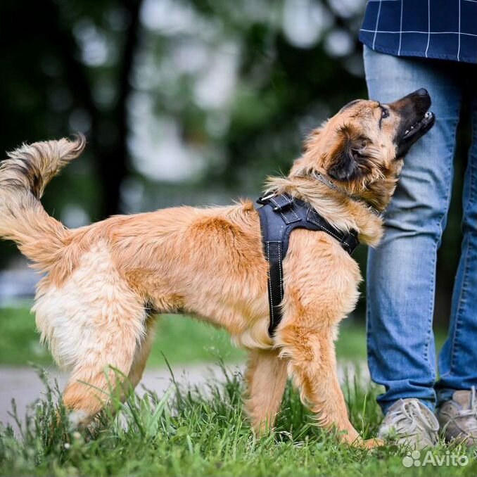 Отдам подростка собаку 40 см в холке в дар