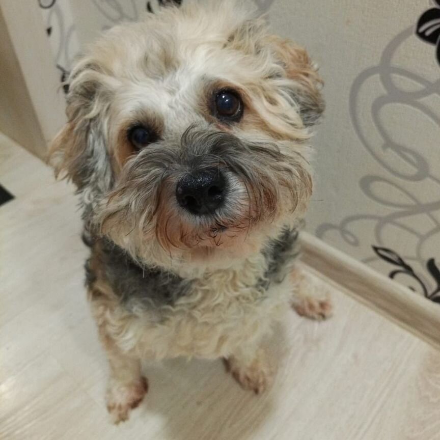 Взрослая собака в добрые руки