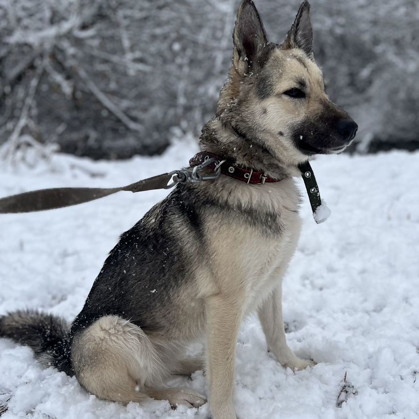 Взрослая собака в добрые руки
