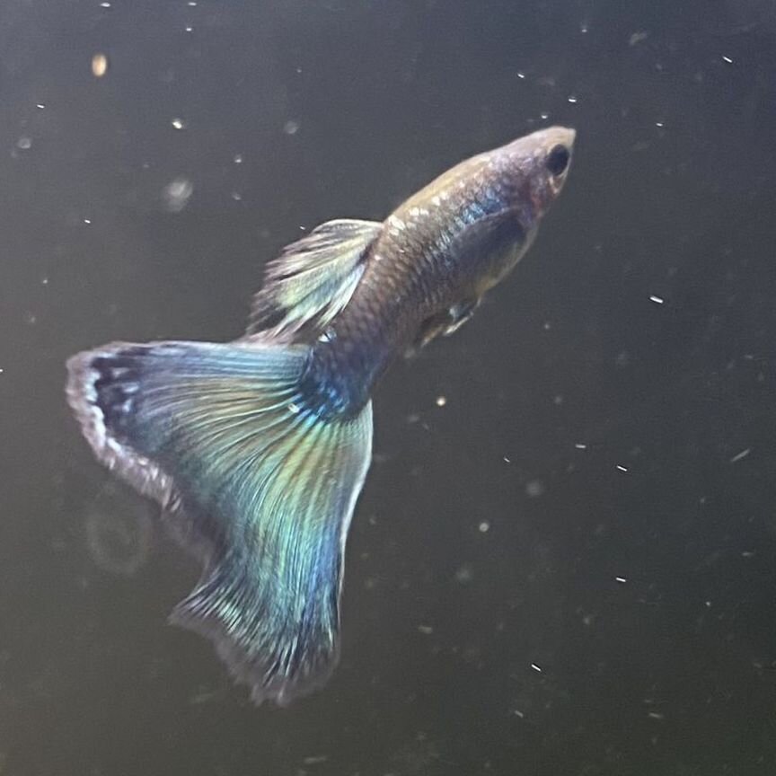 Рыбки гуппи. Большие и мальки