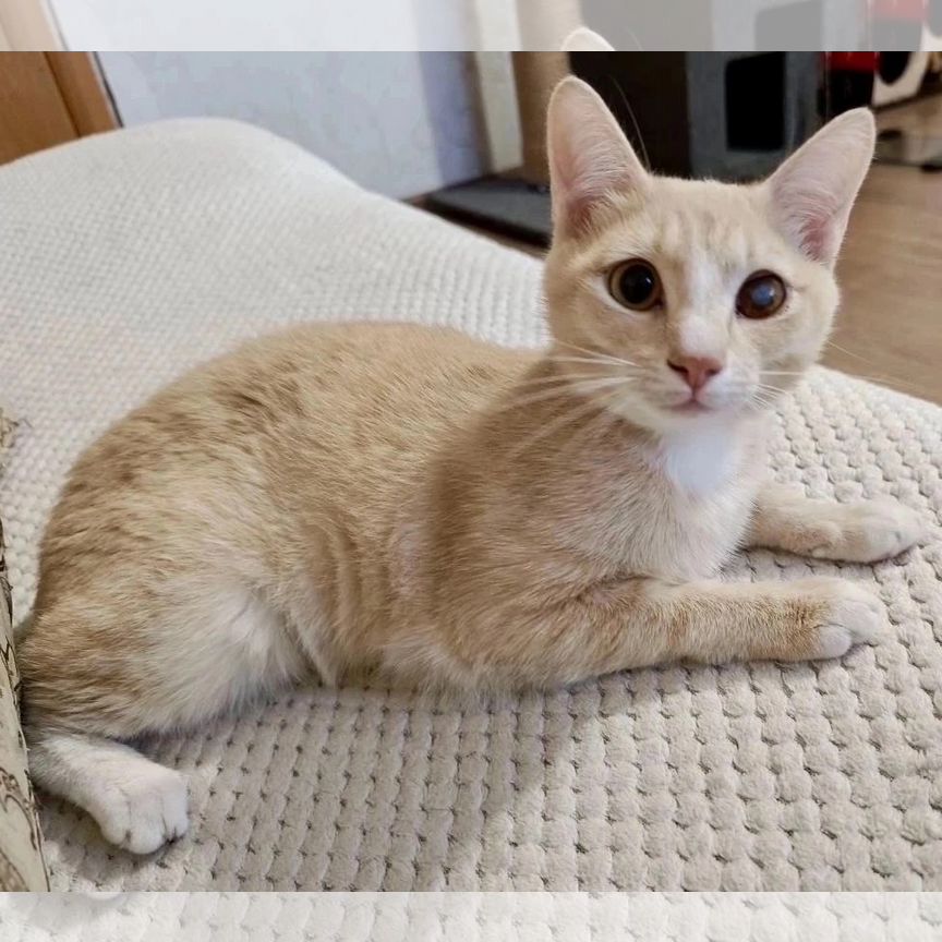 Котик подросток из приюта