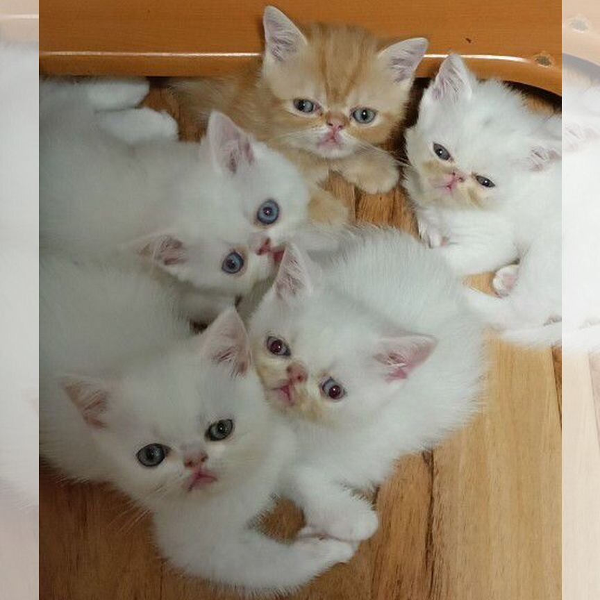 Экзотический короткошёрстный котёнок