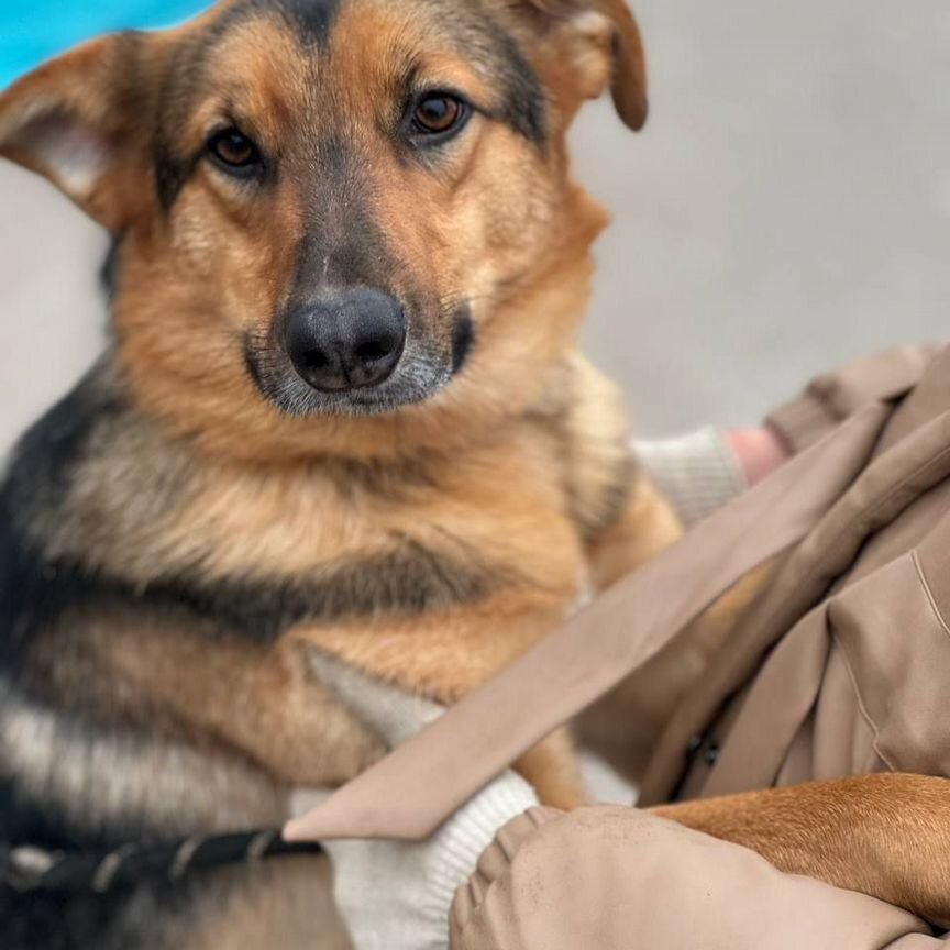 Собака в добрые руки