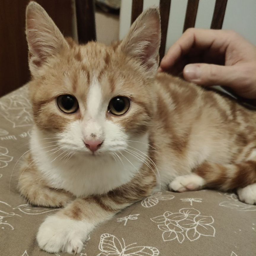 Котёнок в добрые руки