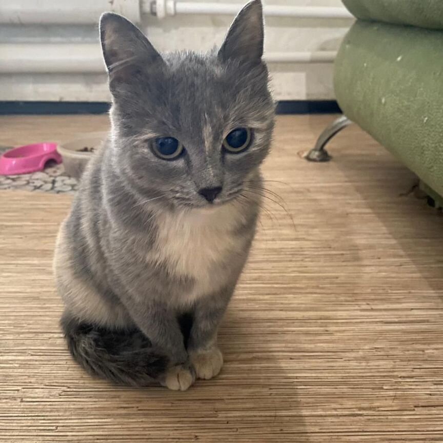 Миниатюрная кошечка