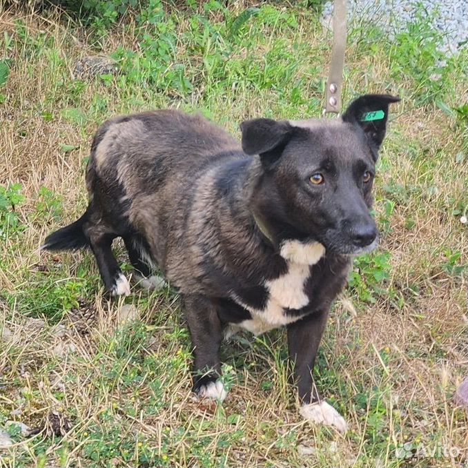 Собачка Жужа в добрые руки