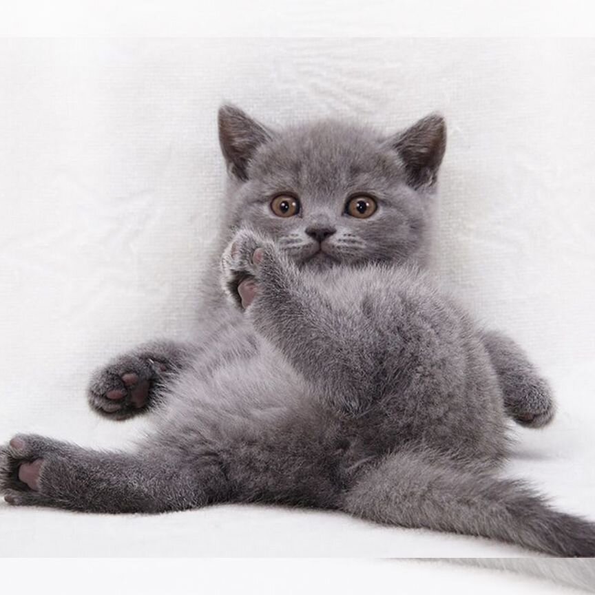 Британский котенок