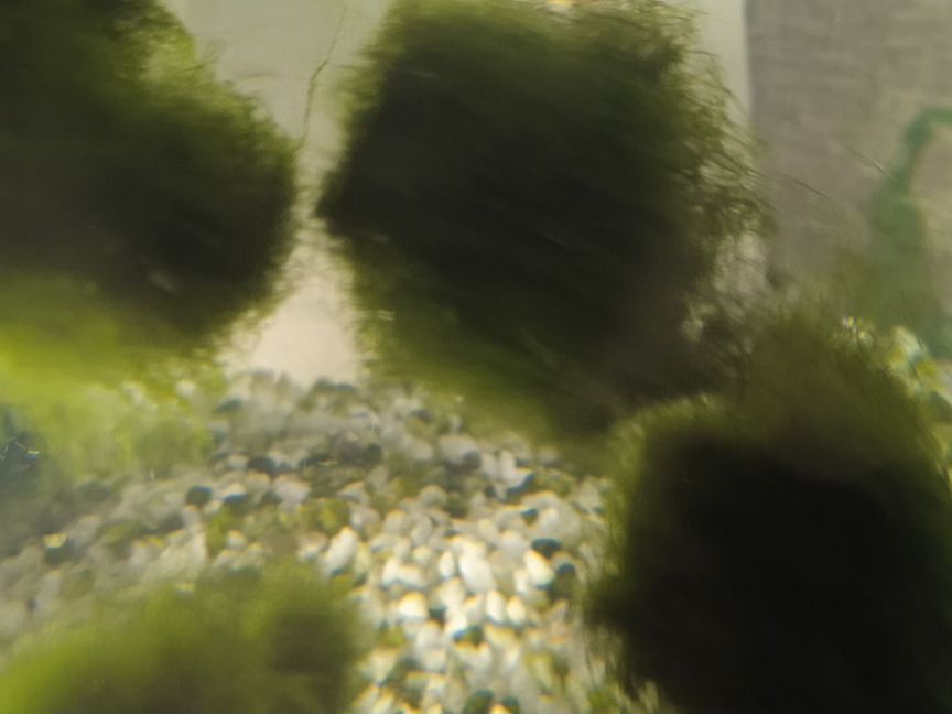 Кладофора шаровидная