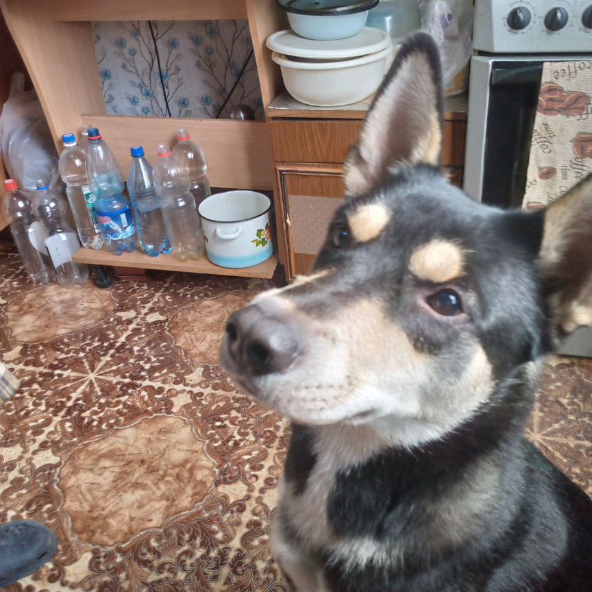 Сибирский хаски