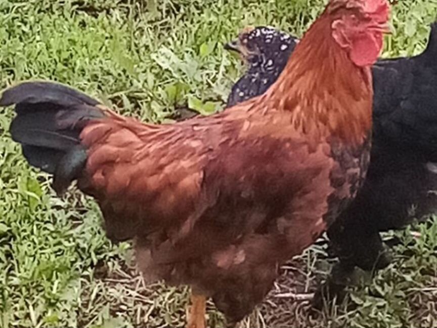 Молодой петух