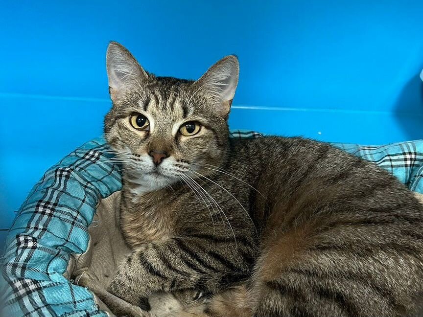 Кошечка из приюта в добрые руки