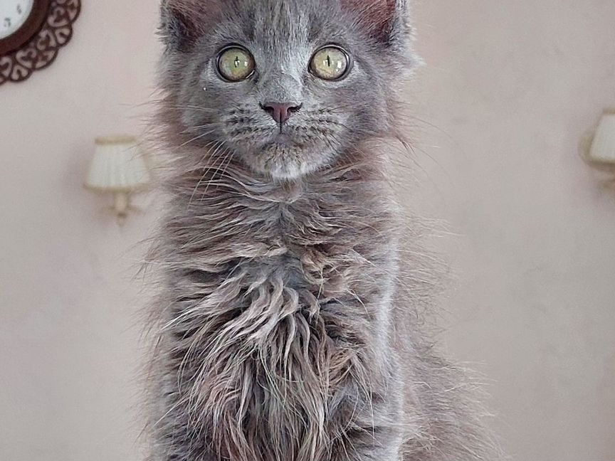 Мейн-кун котятки