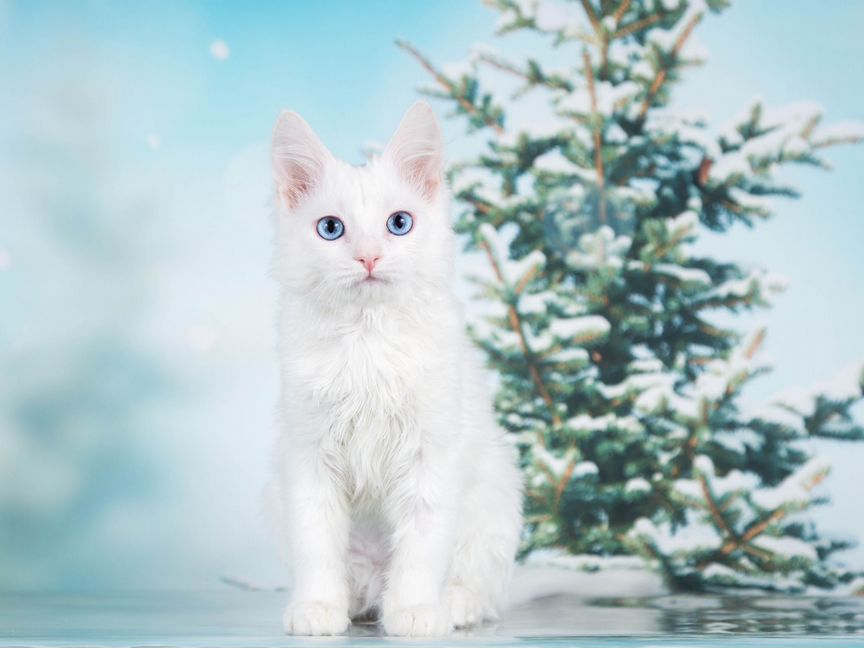 Турецкая ангора мальчик 3 мес в дар