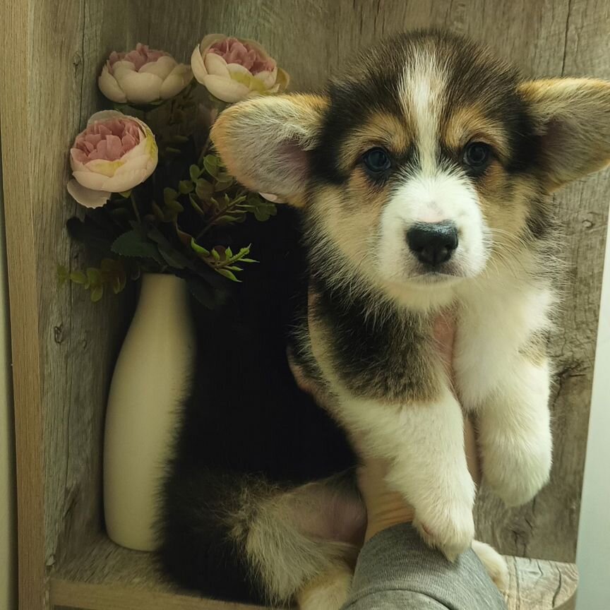 Девочка вельш корги пемброк ищет дом