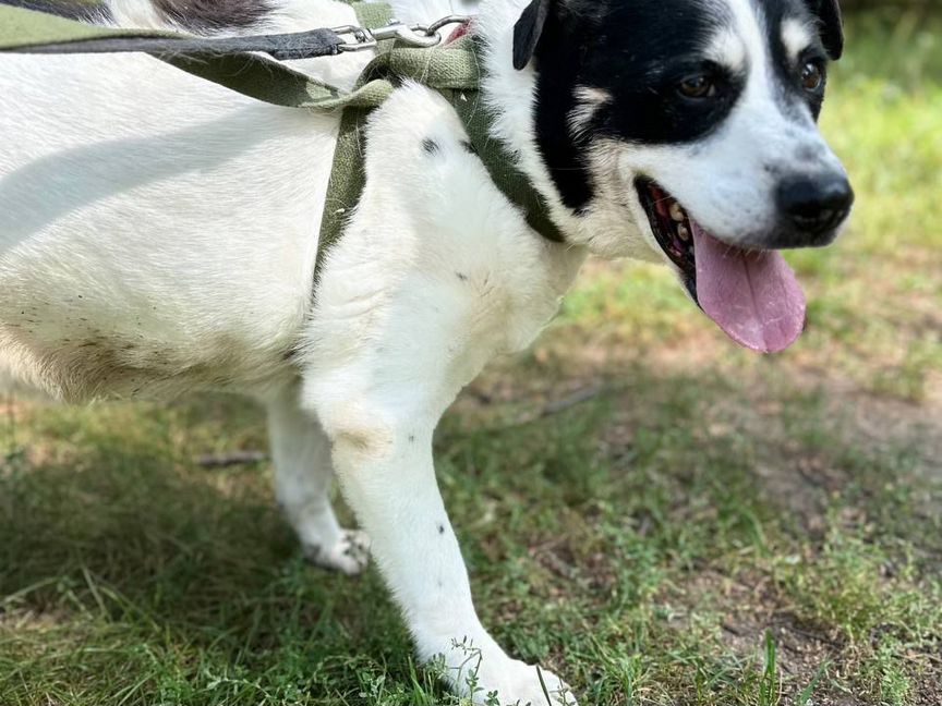 Пёс ищет дом