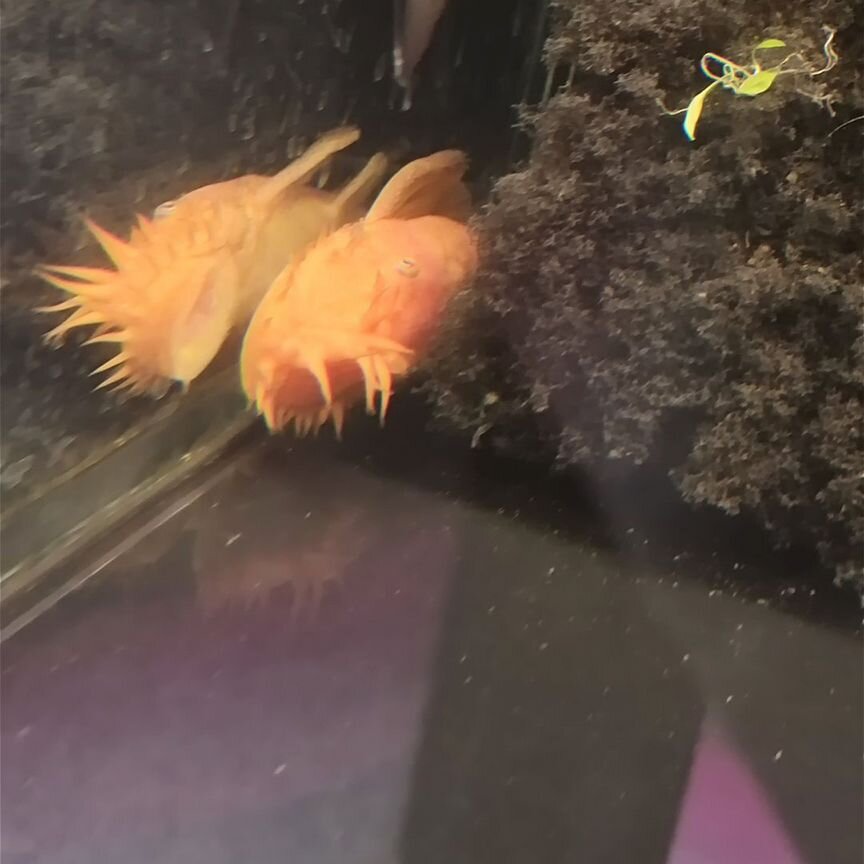 Продам Анциструса