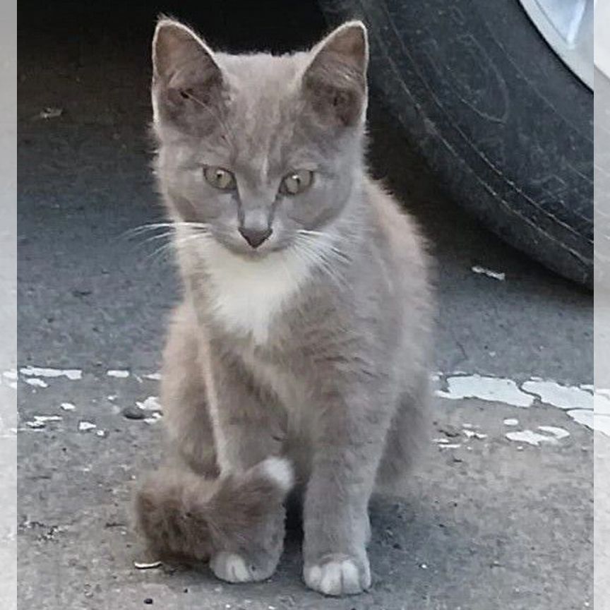 Домашний котёнок в опасности