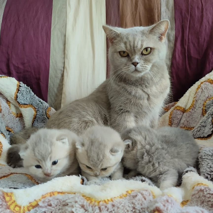 Котята