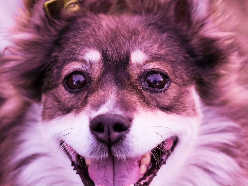 Отдам собаку в хорошие руки