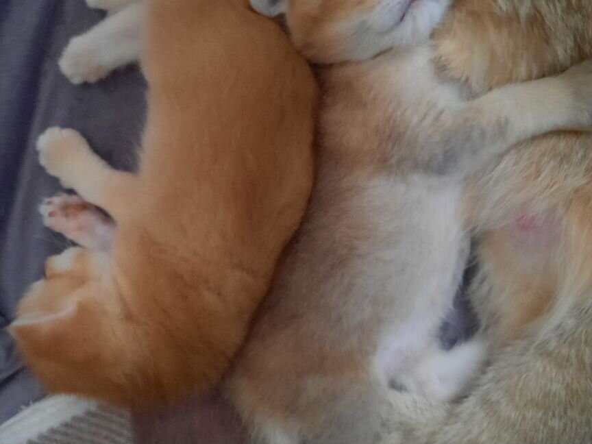 Кошки породистые