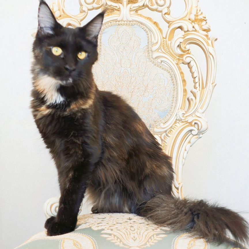 Кошки мейн-кун