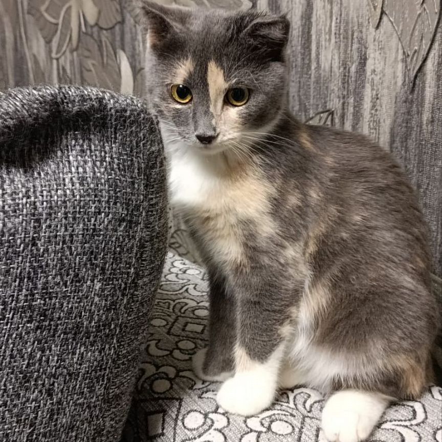 Котёнок Мальва
