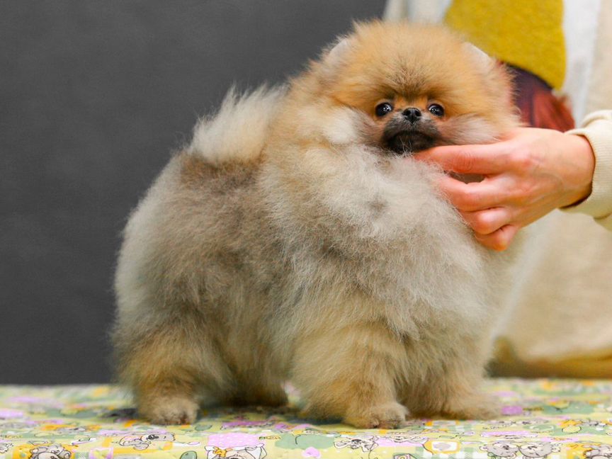 Померанский шпиц щенок мальчик