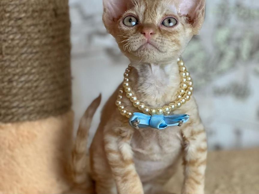 Котята девон-рекс,тигренок