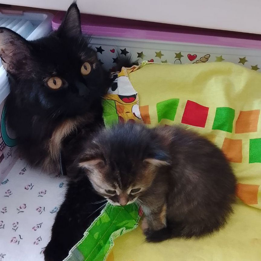 Домашние животные котята