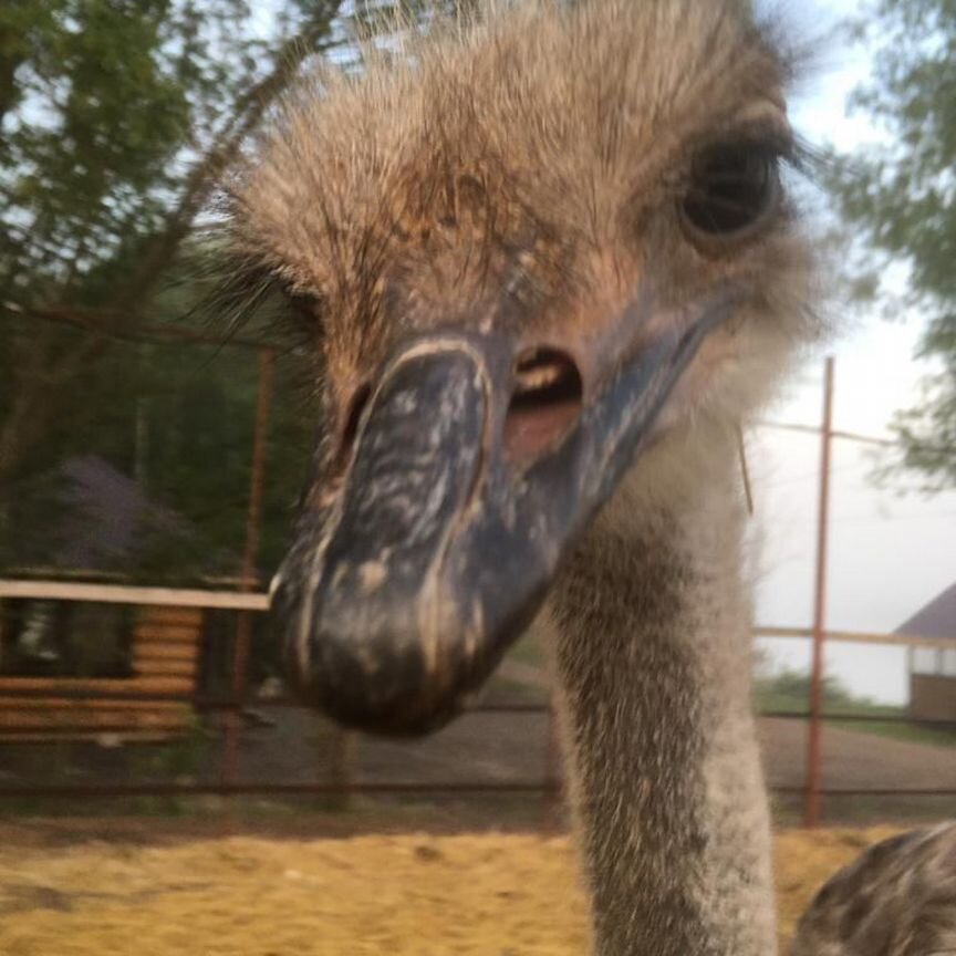Страусы