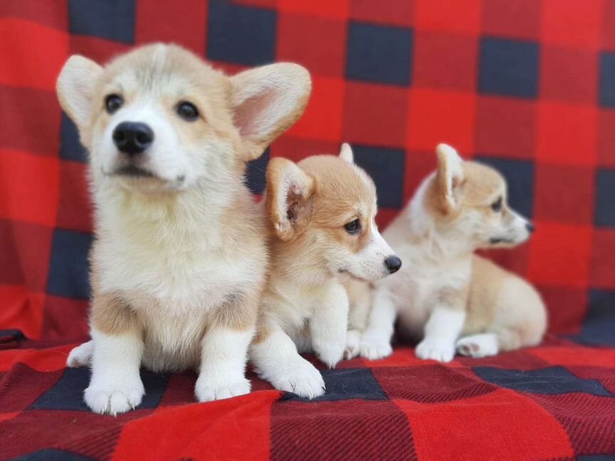 Вельш корги пемброк 2 месчца девсонки