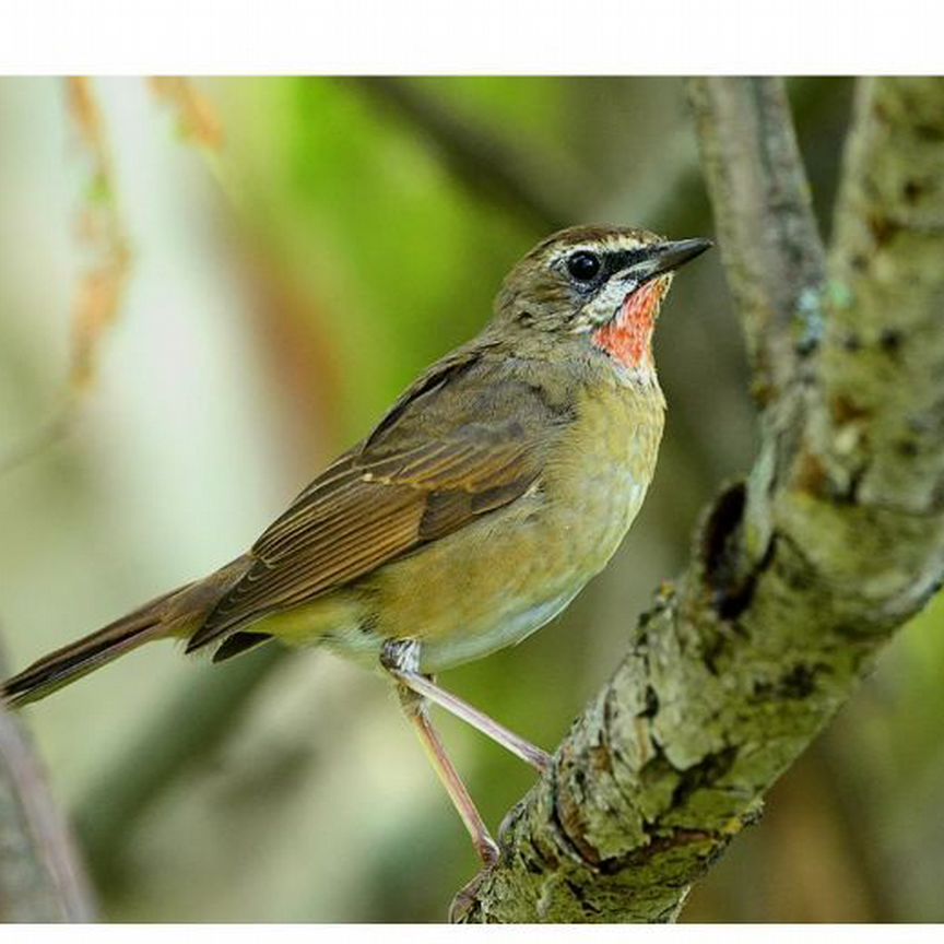 Соловей красношейка