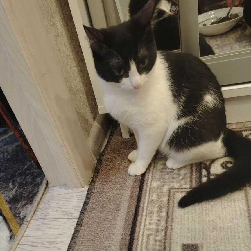 Канадский сфинкс котёнок