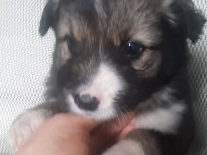 Малышка 2 мес в семью