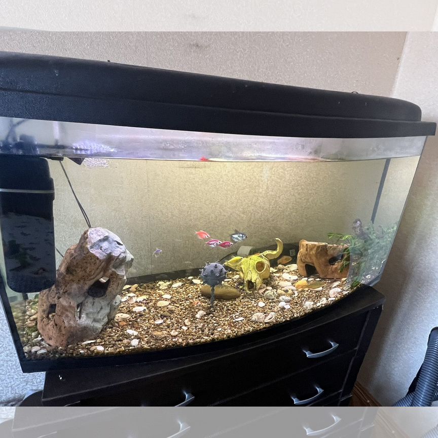 Аквариум с рыбками