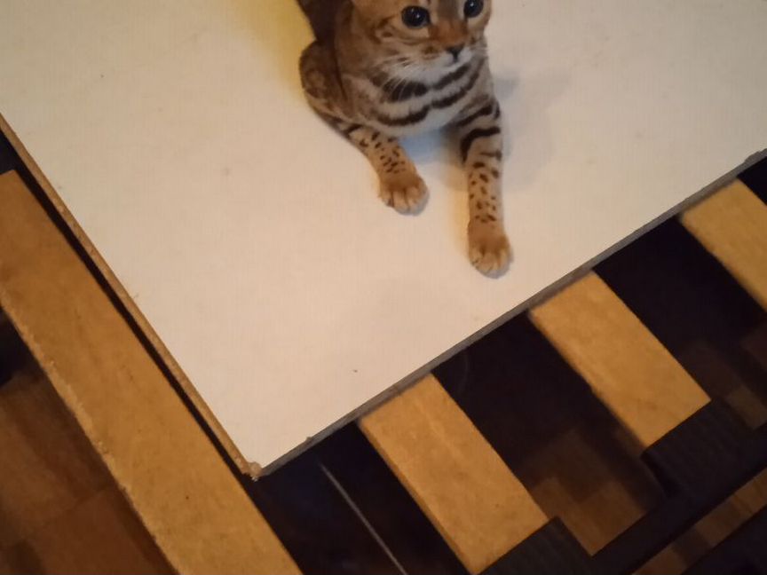 Компанейский котенок