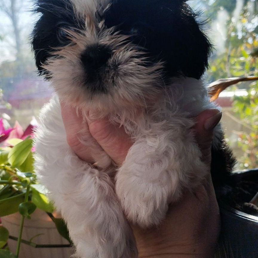 2 сестренки